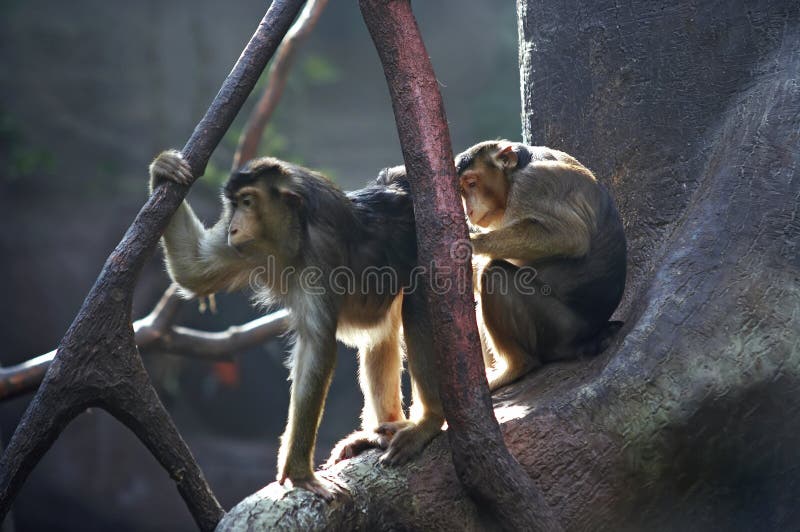 Cooperation stock photo. Image of silvery, animal, pongid - 3197894