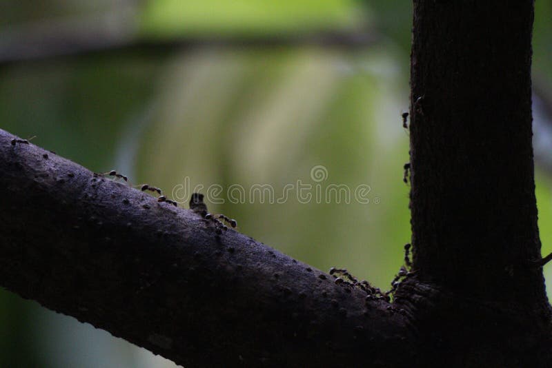Ants queue stock photo. Image of queue, group, animals - 27960158