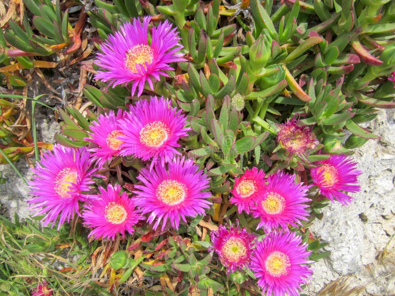 14,743 Planta Rosa De Roca Fotos de stock - Fotos libres de regalías de ...