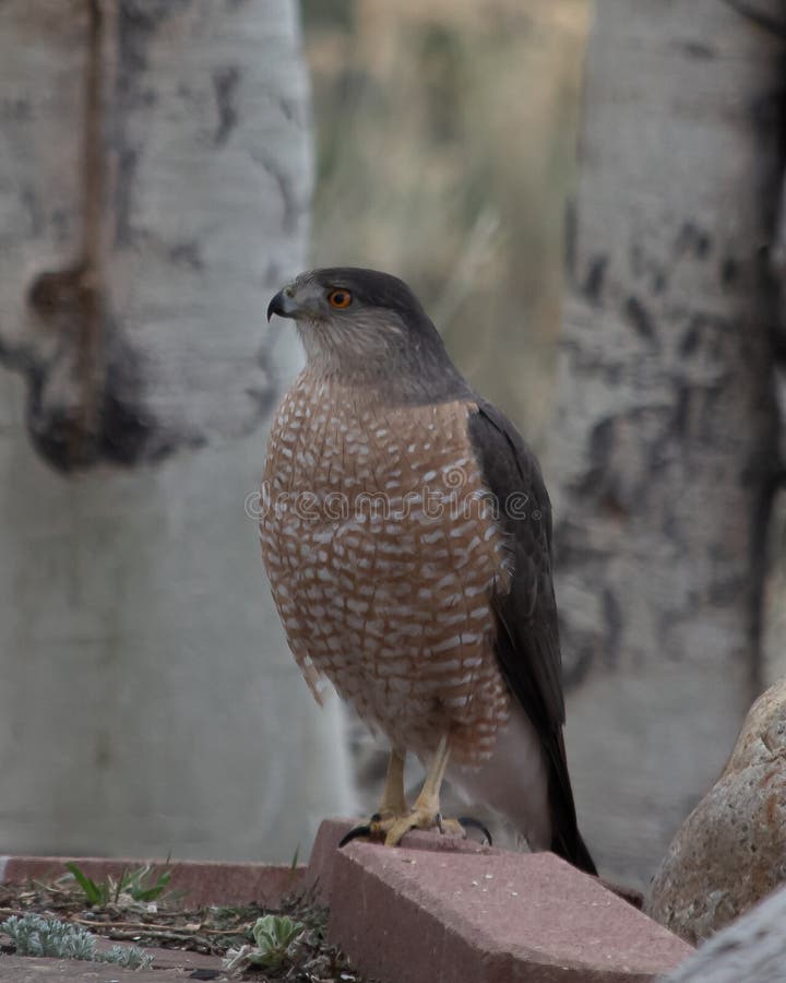Proud Cooper's Hawk Stock Photos - Free & Royalty-Free Stock Photos ...