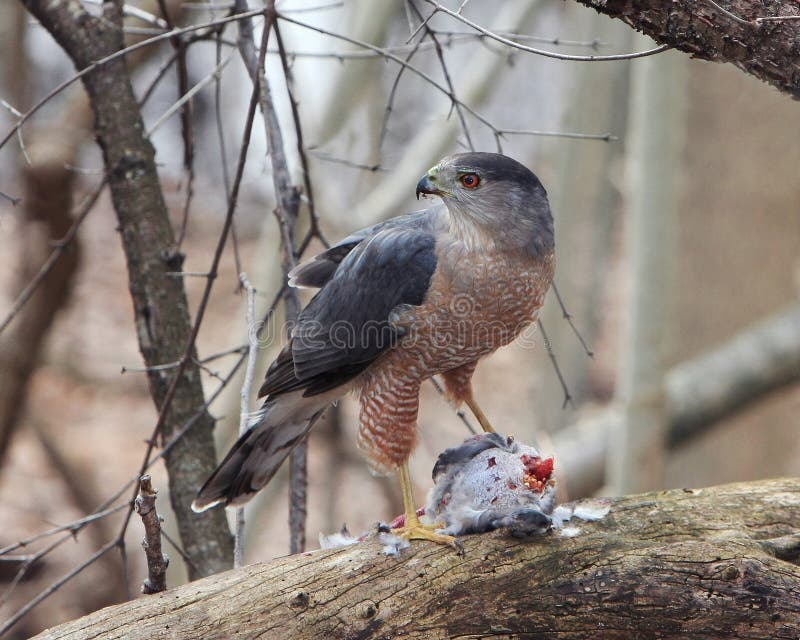 Coopers Hawk (Accipiter Cooperi) Stock Image - Image of birds, talon ...
