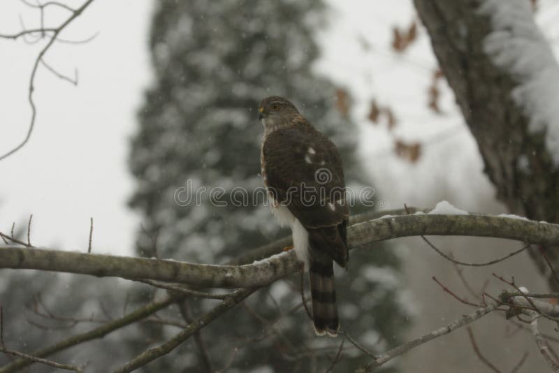 Coopers Hawk back view stock image. Image of patterned - 71333207