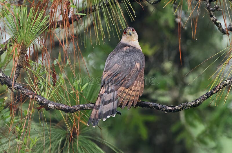 Coopers Hawk with Bright Red Eyes Stock Photo - Image of sparrow, eagle ...
