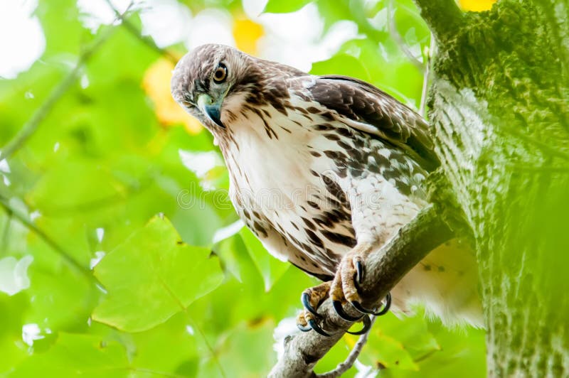 Coopers Hawk Perched on Tree Watching Stock Photo - Image of florida ...