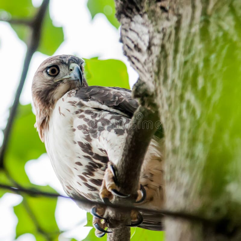 Coopers Hawk Perched on Tree Watching Stock Photo - Image of florida ...