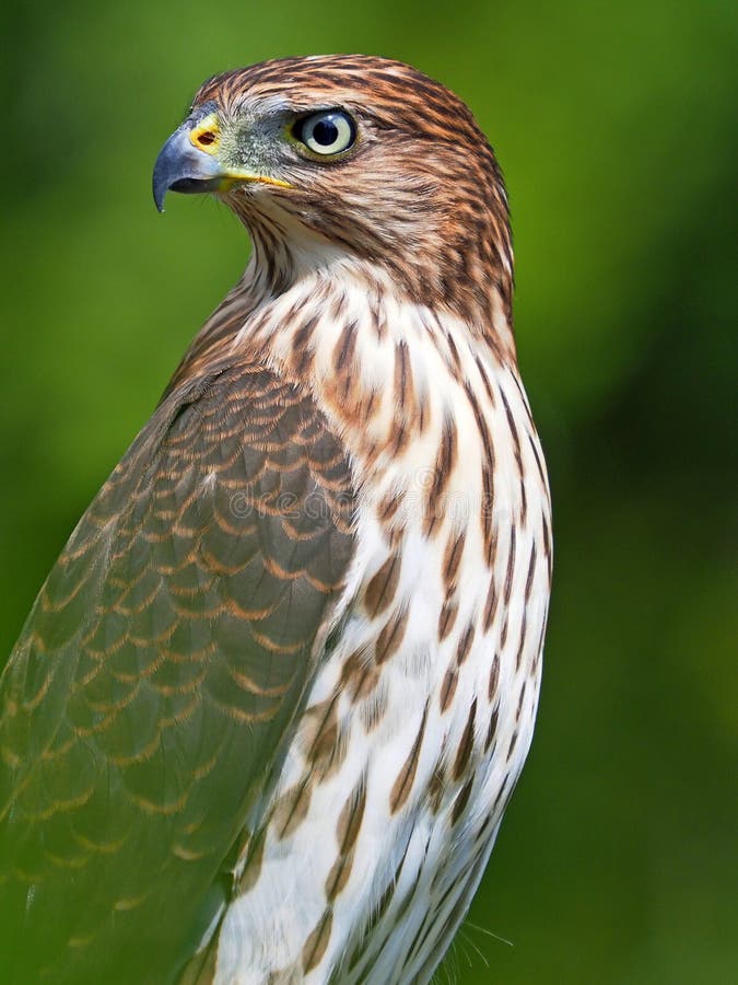Coopers Hawk stock image. Image of carnivore, hunting - 227986613