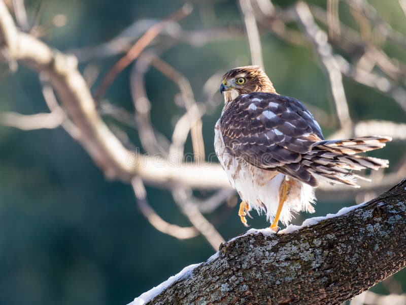 Coopers Hawk Sitting Tree Branch Stock Photos - Free & Royalty-Free ...