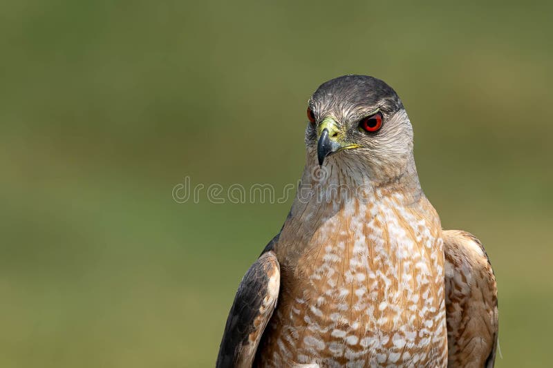 4,922 Hawk Profile Stock Photos - Free & Royalty-Free Stock Photos from ...