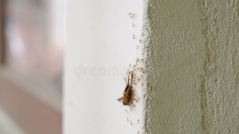Coordinated Ants Transport Cockroach Up Vertical Wall Surface ...
