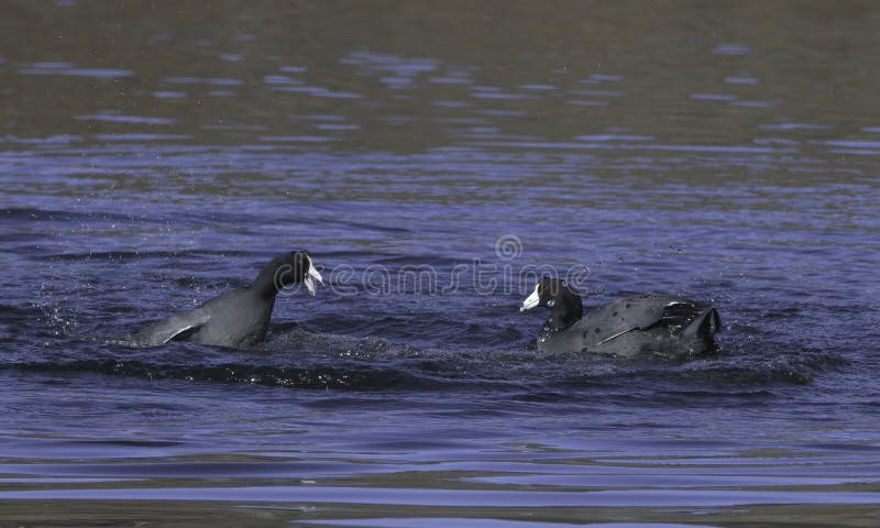I see you stock image. Image of predator, hole, grizzly - 132867763