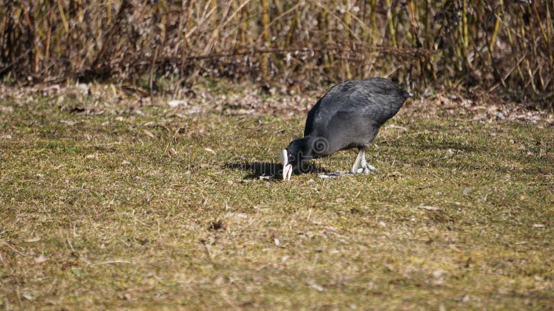Coot eating some corn stock image. Image of coot, swimming - 213088037