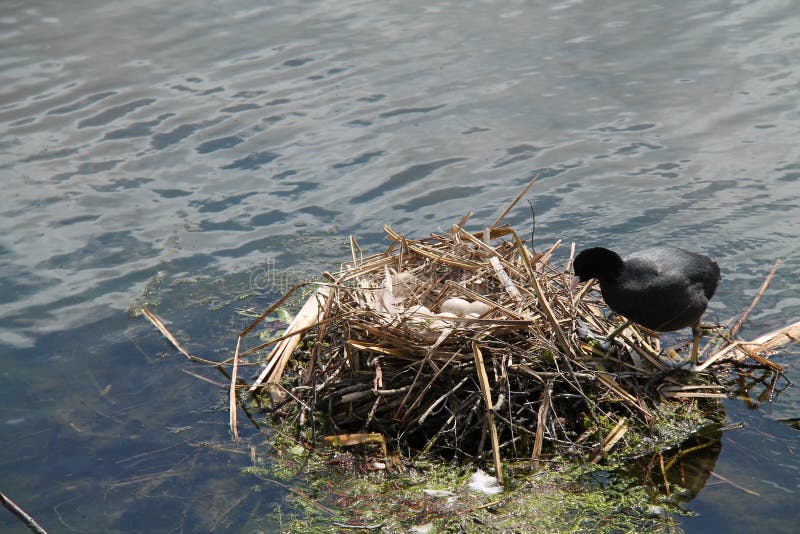 Coot Bird. stock photo. Image of nature, nurture, nest - 80632686