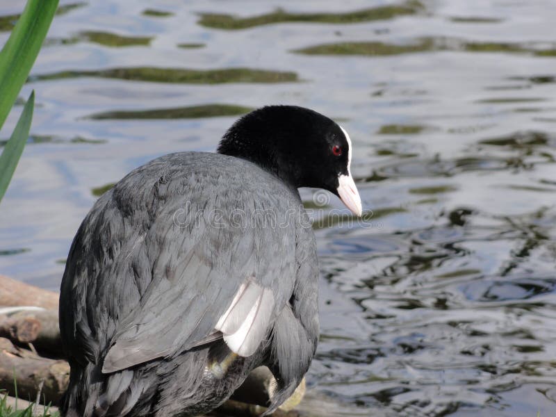 Coot bird stock photo. Image of coot, nature, water, wildlife - 46198102