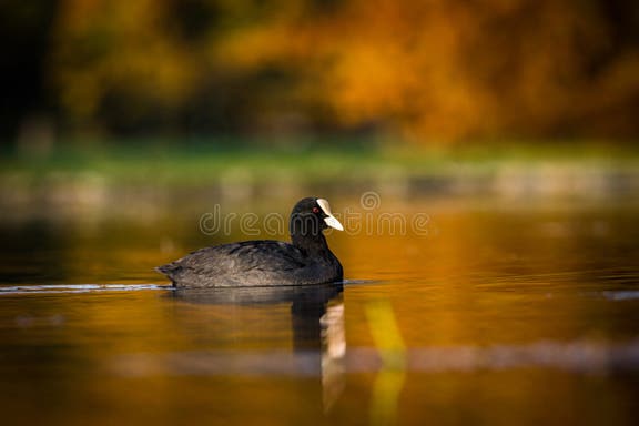 Coot Black Portrait in Pond Stock Photo - Image of seaweed, eurasian ...