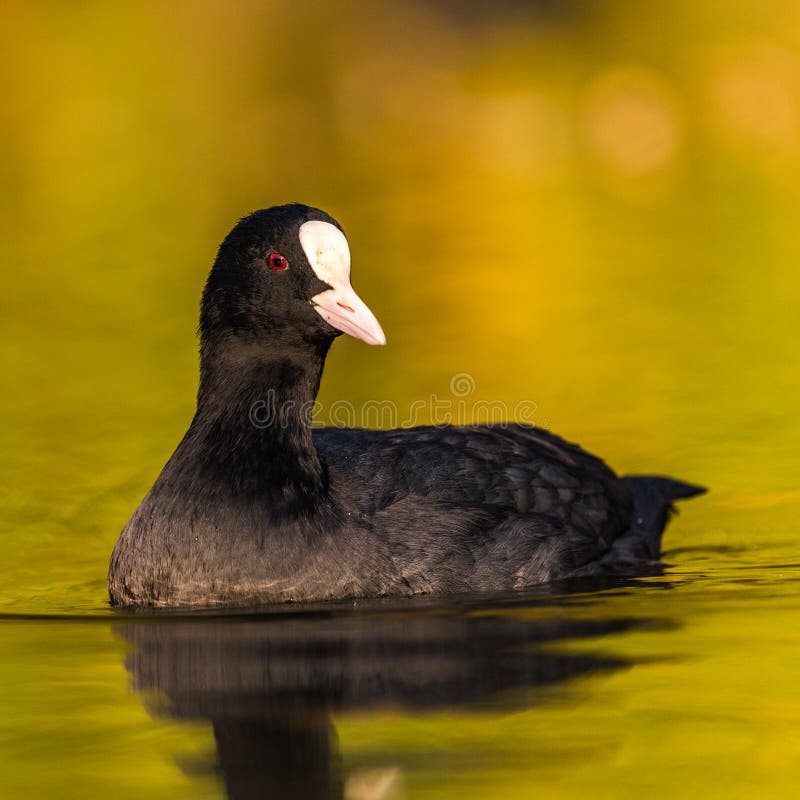 Coot Black Portrait in Pond Stock Image - Image of beak, bird: 199931239