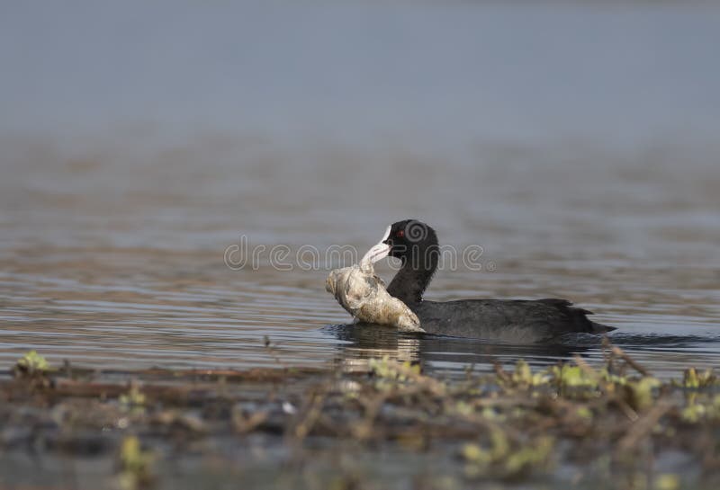 Coot caught fish stock photo. Image of size, beak, color - 121467184