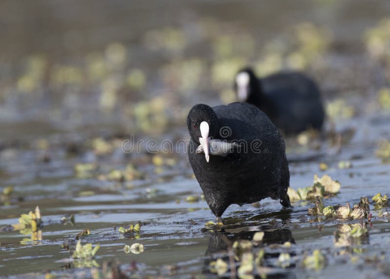 Coot caught fish stock image. Image of river, mold, africa - 121846085