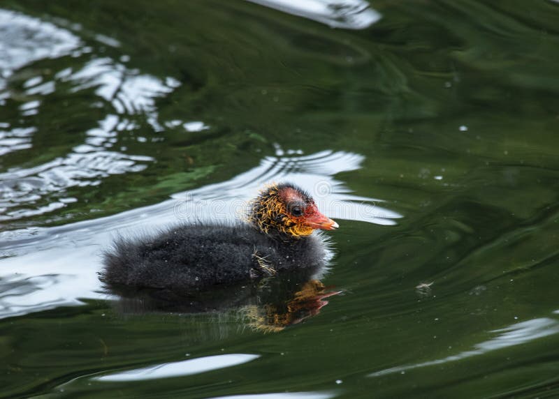 Coot chick swimming stock image. Image of beak, swimming - 256437595
