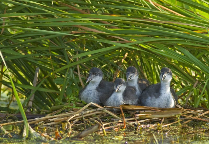 Coot Chicks on nest stock image. Image of fulica, home - 10950655