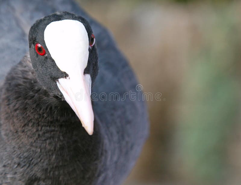 Coot stock photo. Image of closeup, head, animal, wild - 37912020