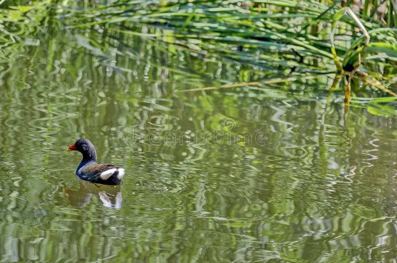 Coot with Color Feathers Swimming on Pond Stock Photo - Image of grass ...