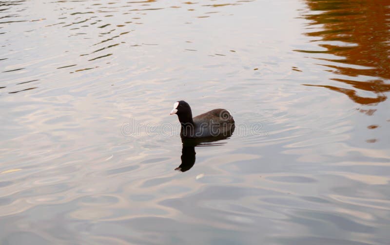 Coot Duck, a Small Waterfowl of the Shepherd Family Stock Image - Image ...