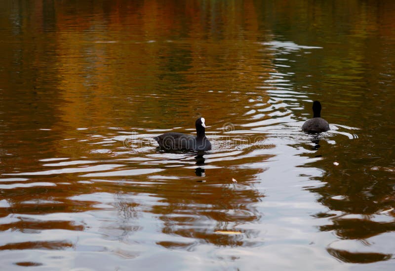 Coot Duck, a Small Waterfowl of the Shepherd Family Stock Photo - Image ...