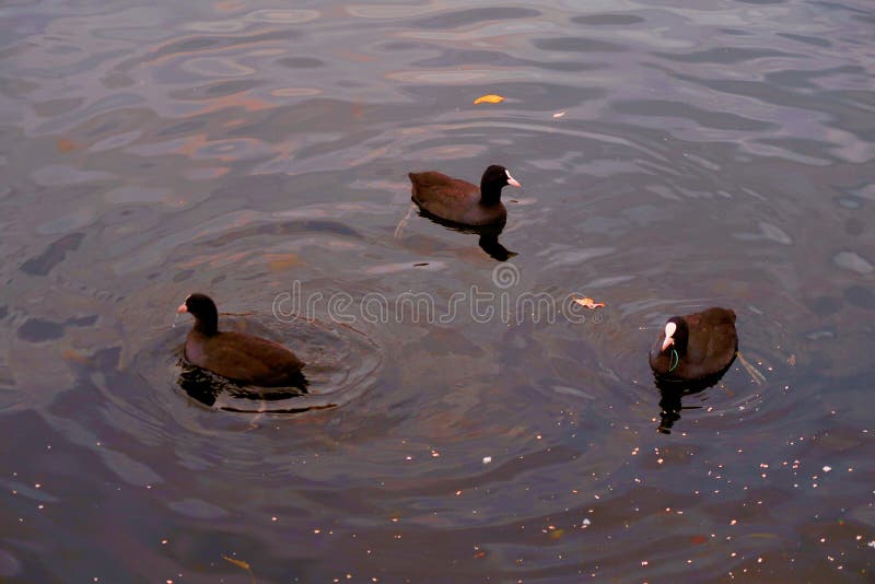 Coot Ducks, a Small Waterfowl of the Shepherd Family Stock Photo ...