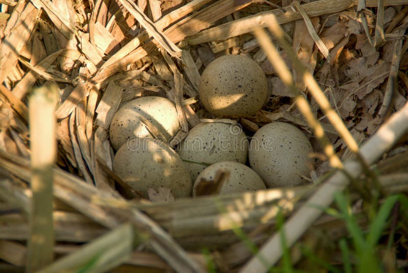 Coot eggs stock image. Image of baby, wildlife, birds - 288277905