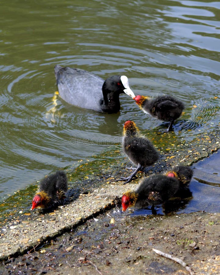 Children of coot bird stock image. Image of lake, relax - 96697489