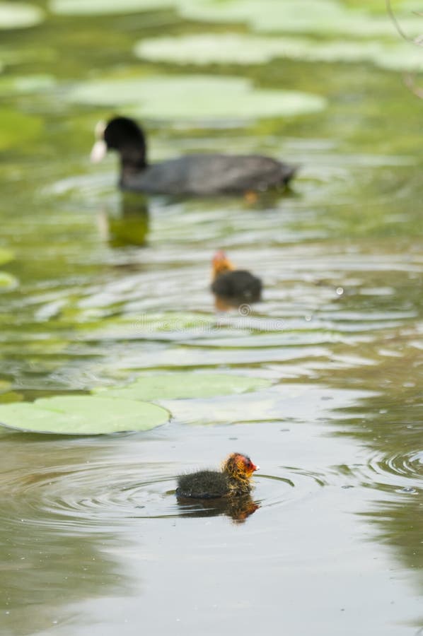 Coot family on a pond stock image. Image of cute, colorful - 25393643