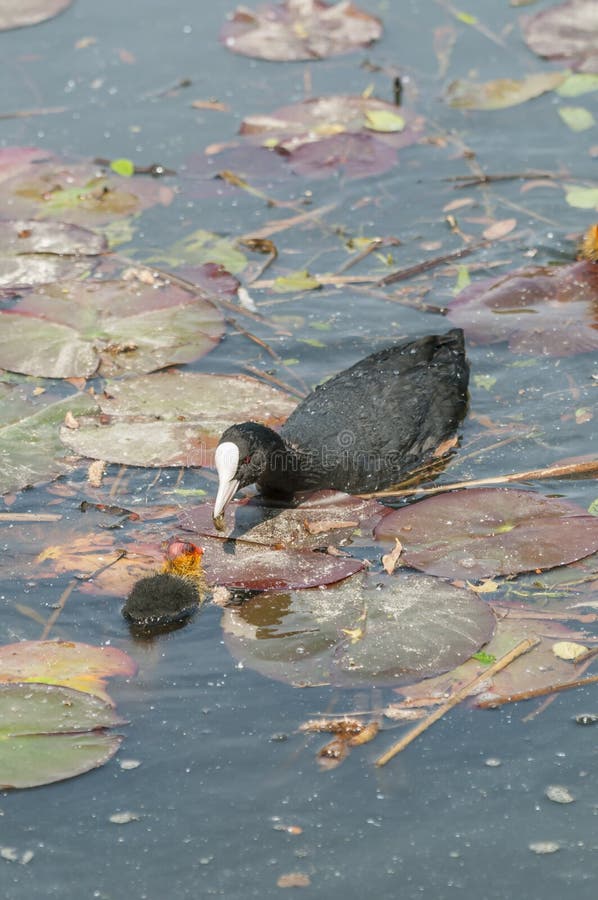 Coot family on a pond stock image. Image of cute, mother - 25393875
