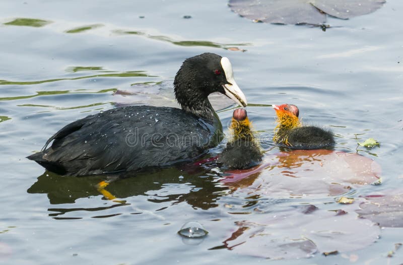 Coot family on a ponf stock photo. Image of head, mother - 25393864