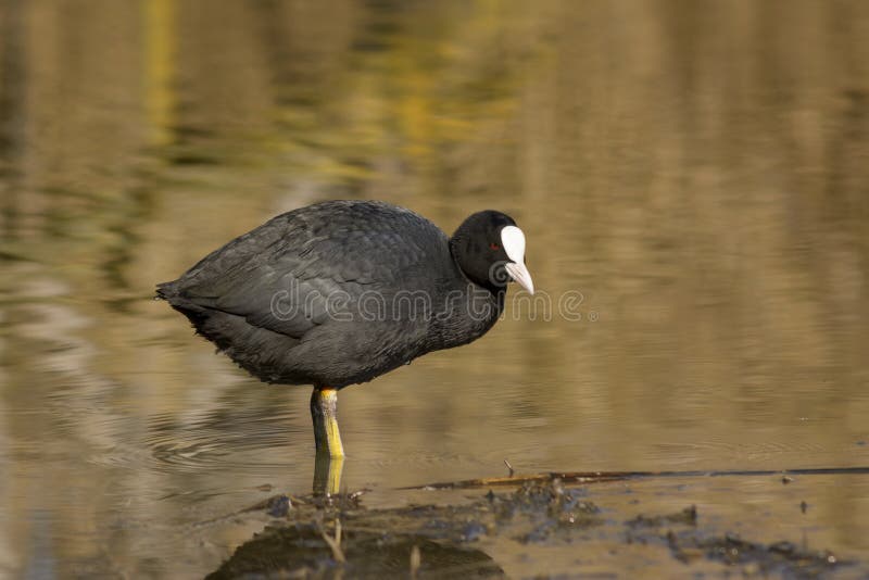 Coot Female Duck Feeding Its Ducklings Stock Image - Image of black ...