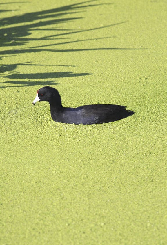 538 Florida Everglades Climate Models Stock Photos - Free & Royalty ...