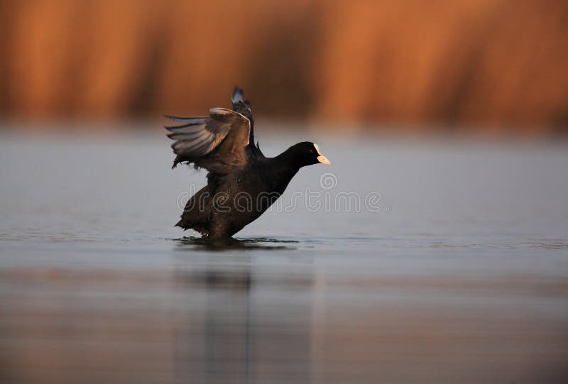 Coot flying on surface stock photo. Image of mountains - 112742540