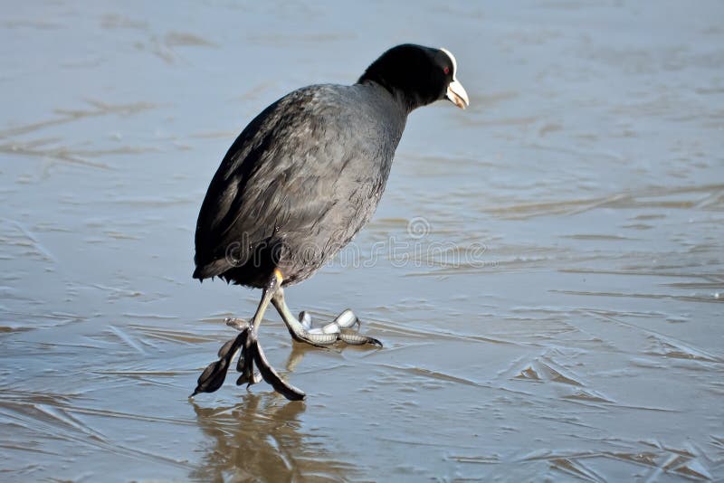 Walking Gingerly Stock Photos - Free & Royalty-Free Stock Photos from ...