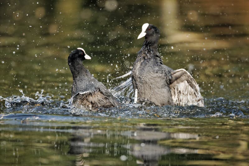 Coot, Fulica atra stock image. Image of britain, lake - 32108253