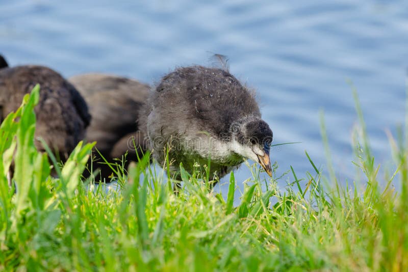 Coot stock photo. Image of feather, coot, bird, animal - 214398120