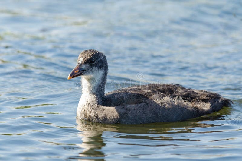 Coot stock image. Image of coot, feather, water, fulica - 214398189