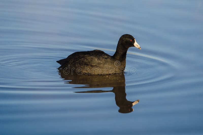 Coot or Mud Hen stock image. Image of bird, coot, wildlife - 49073535