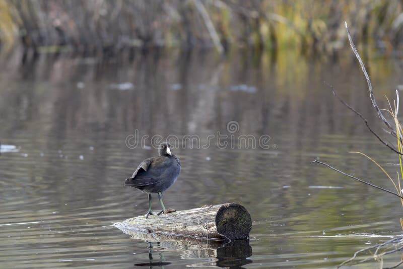 Coot perched on log. stock photo. Image of birding, feathers - 62425008