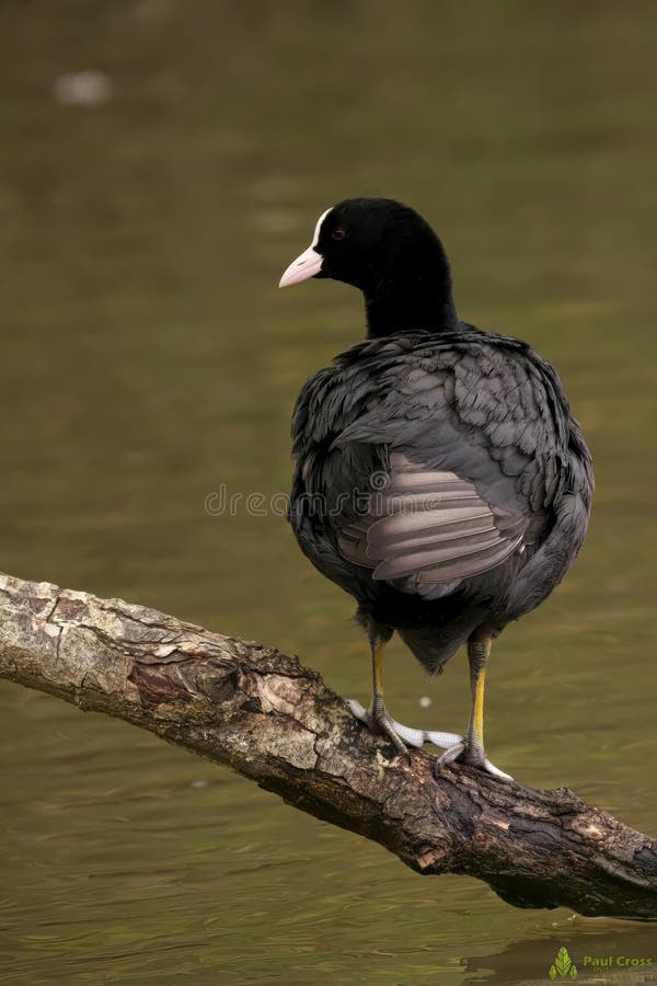 Coot Perched on a Tree Branch, Standing Over a Body of Water Stock ...