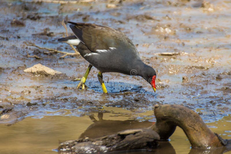 Coot stock photo. Image of walking, puddle, edge, cool - 81139960