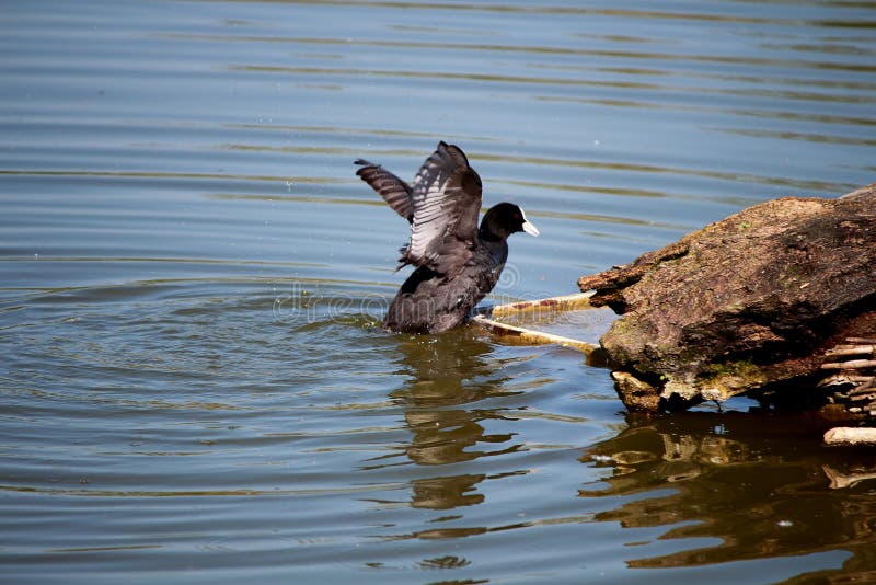 A coot in a pond stock photo. Image of lake, drying, rock - 53654468