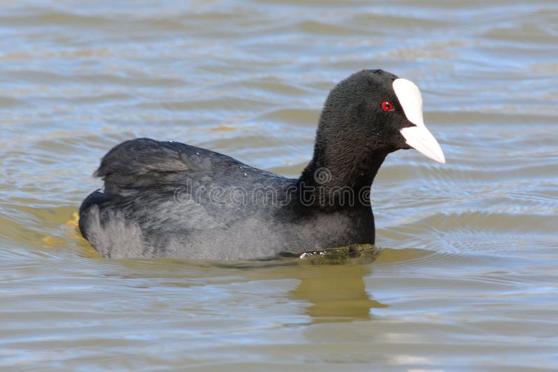 Coot stock photo. Image of wildlife, black, outdoor, water - 94098324
