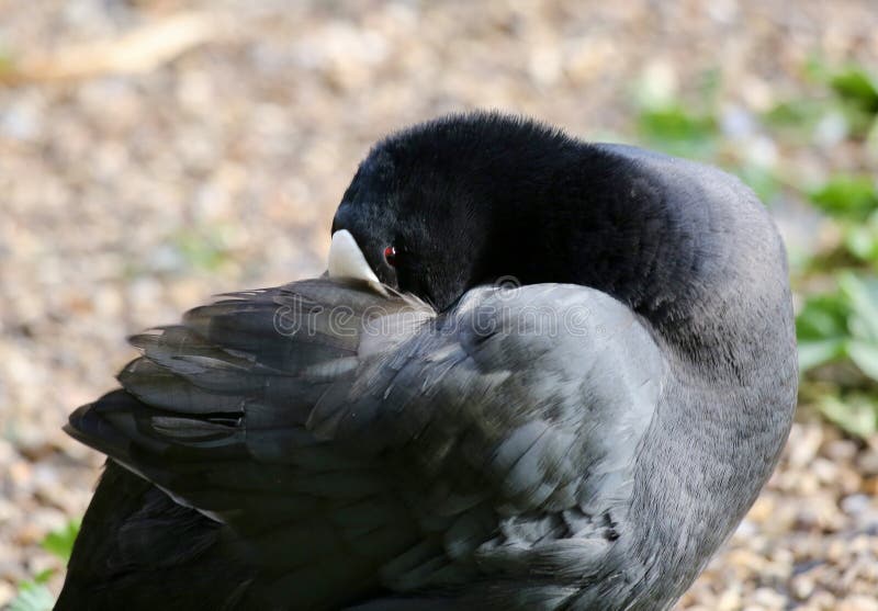 Coot preening its feathers stock photo. Image of naturephotography ...