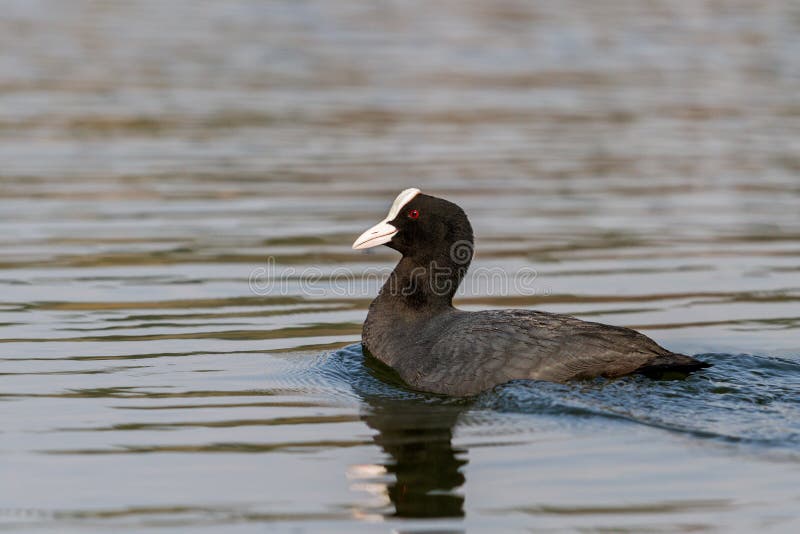 Coot Proudly Floats on the Lake Stock Photo - Image of black, adult ...