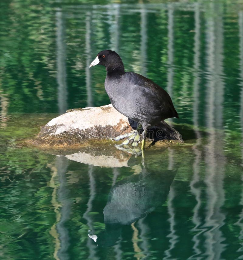 Coot small water bird duck stock photo. Image of duck - 159543676