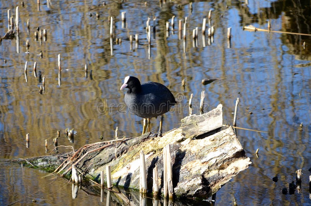 Coot in a pond stock image. Image of wild, wildlife - 112911207